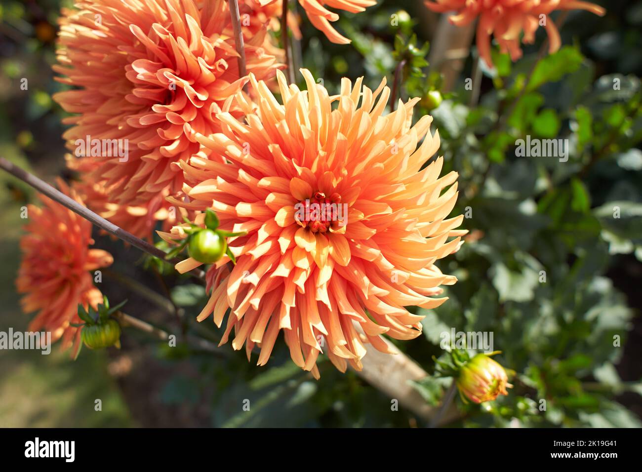 Close up of red and white asteraceae dahlia "viking pompom" flowers in ...