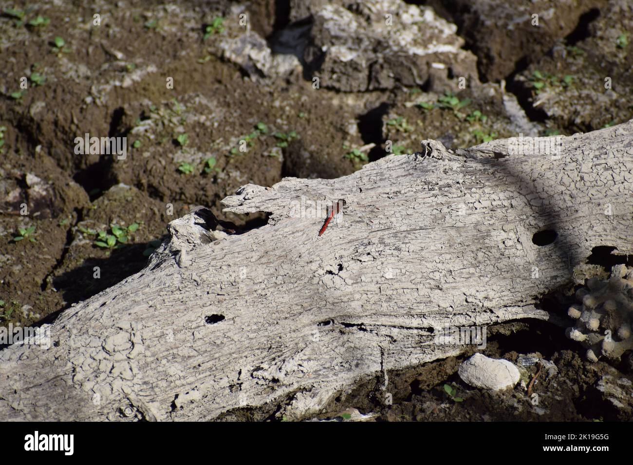 red scarlet dragon fly Stock Photo - Alamy