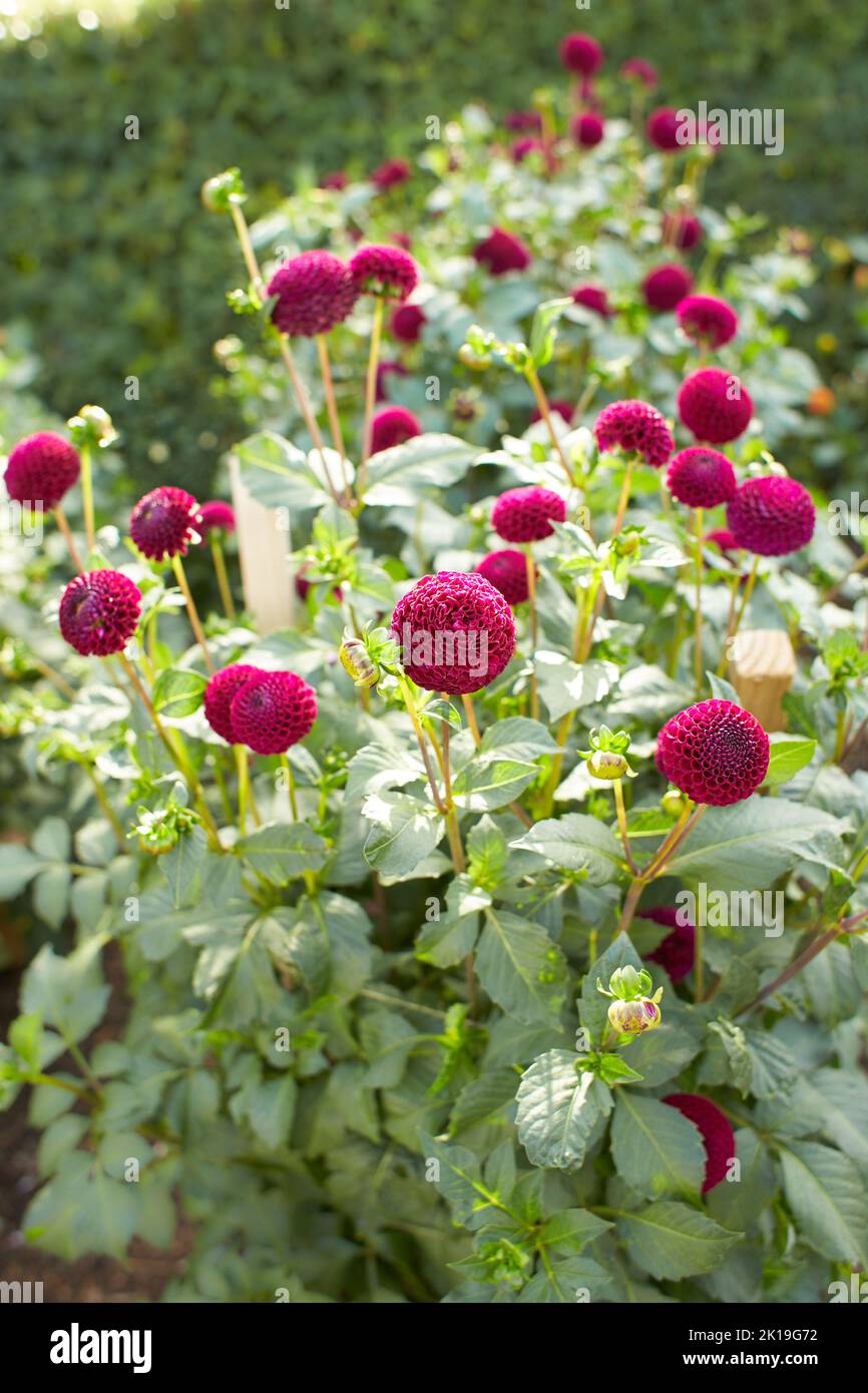 Close up of red and white asteraceae dahlia "viking pompom" flowers in ...