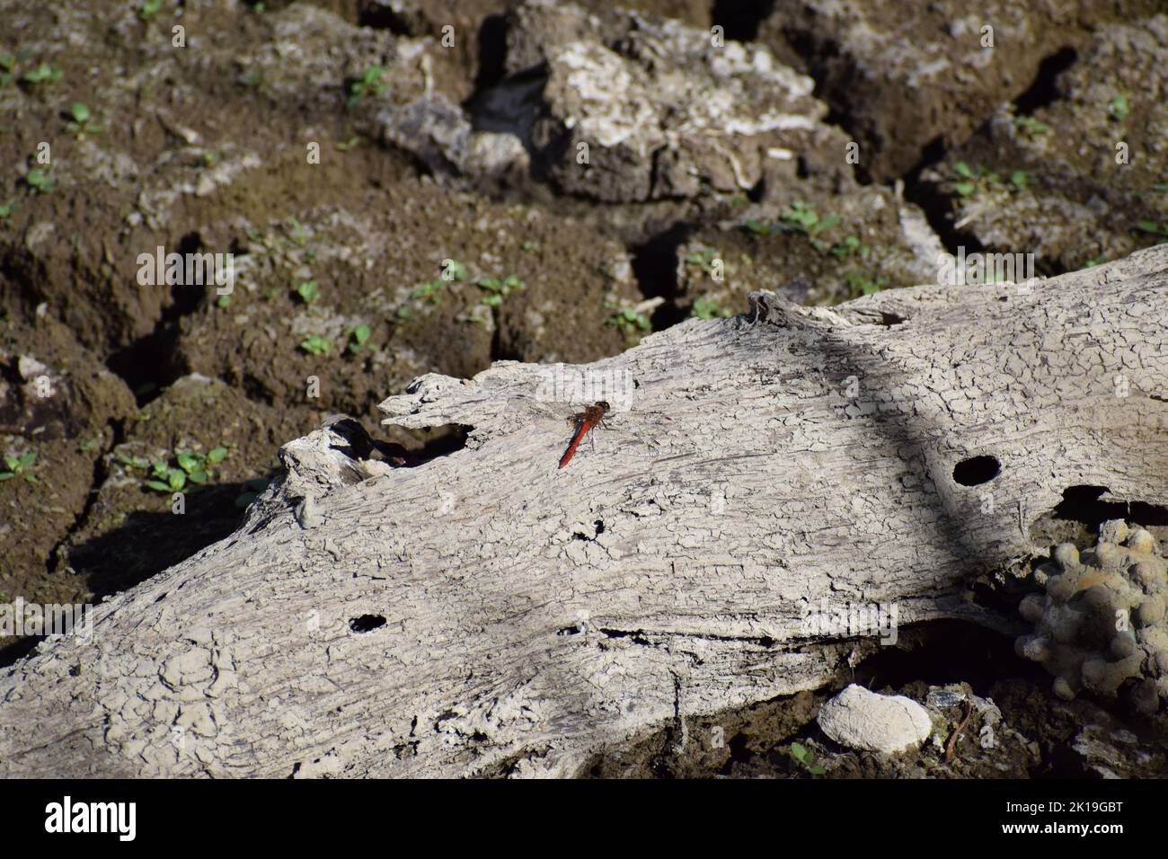 Natural park old dragon hi-res stock photography and images - Alamy