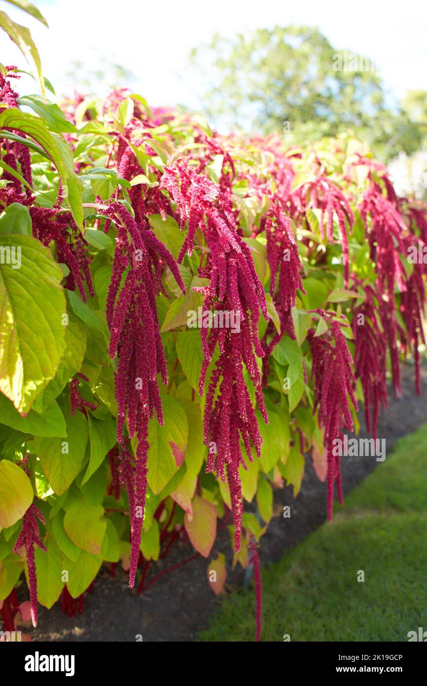 Amaranthus caudatus "Love Lies Bleeding" flowers in bloom Stock Photo ...