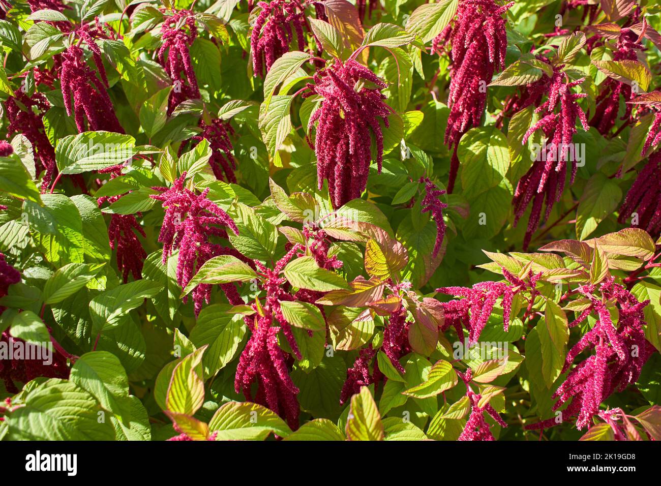 Amaranthus caudatus "Love Lies Bleeding" flowers in bloom Stock Photo ...