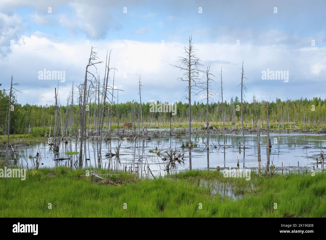 Dry trees in swamps against a blue sky with clouds. Dead trees in the ...