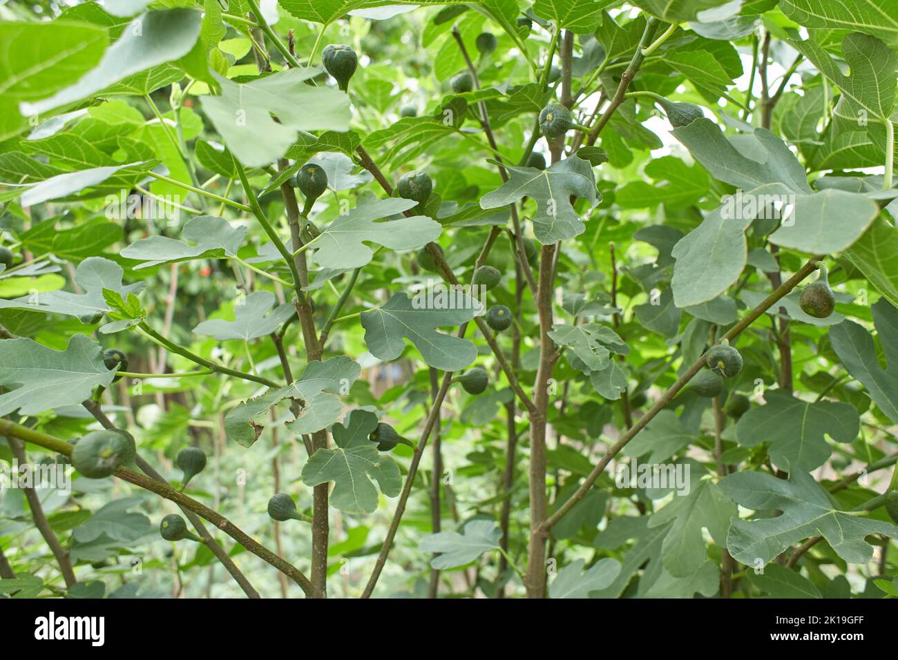 Ripe fig fruits in the canopy of the tree Stock Photo - Alamy