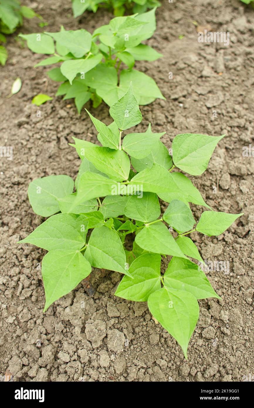 Beans flowers is garden.fresh still to pick beans hanging on a bean ...