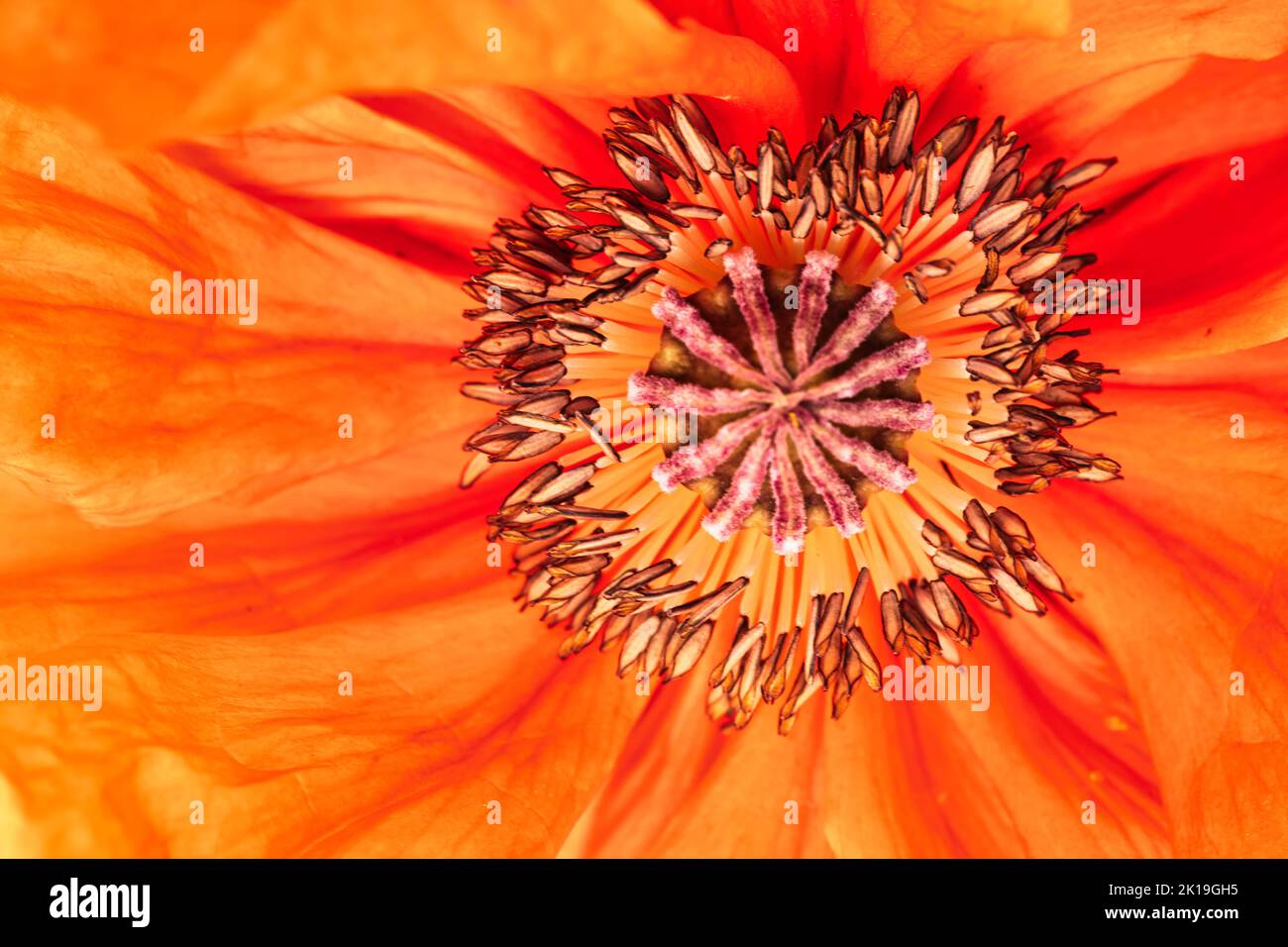 Red bright poppy flower isolated on white background. Texture Stock ...