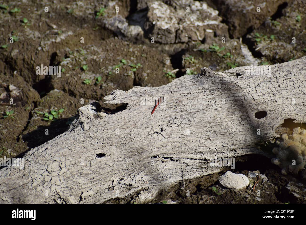 Scarlet dragon hi-res stock photography and images - Alamy