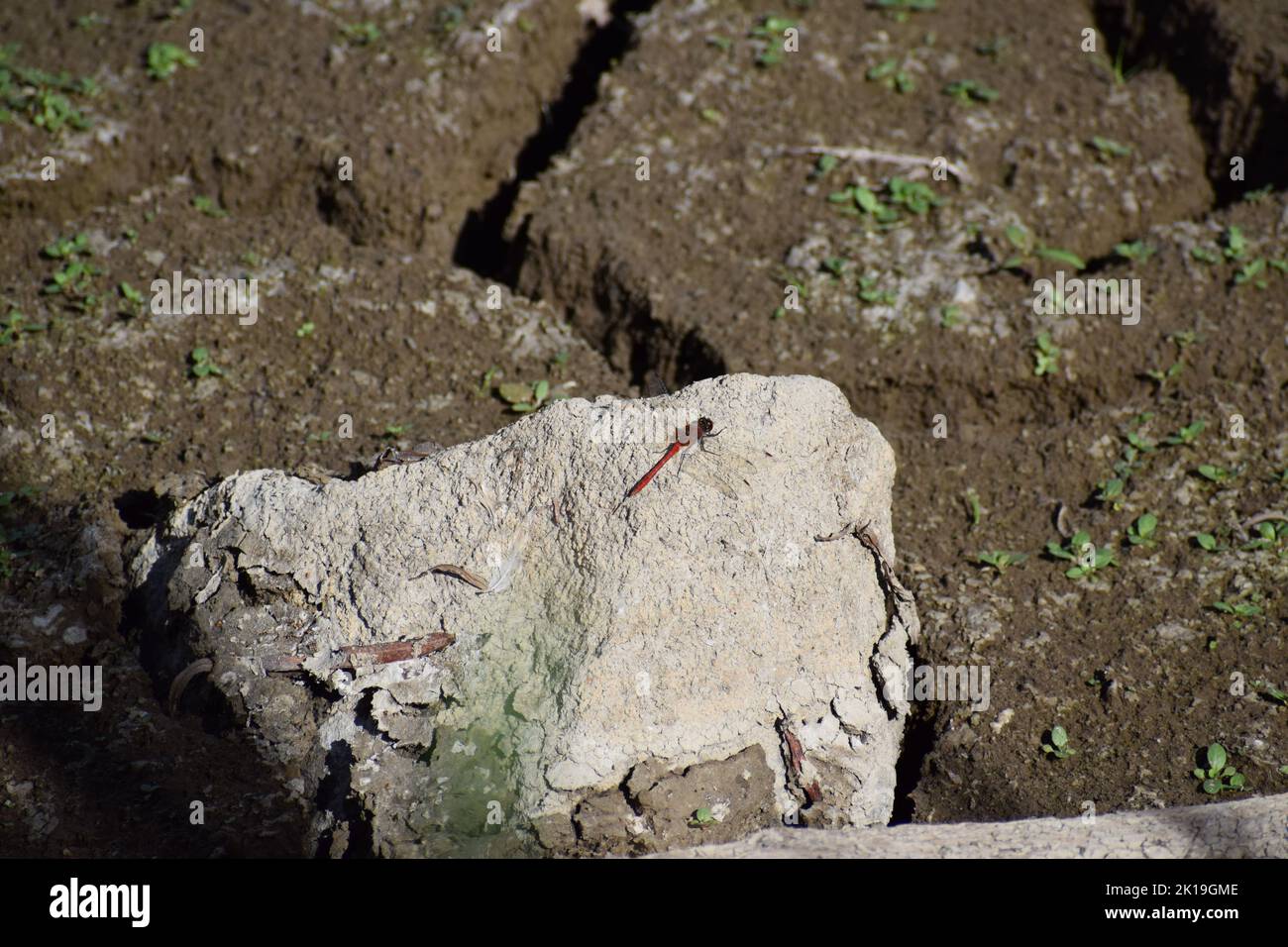 Scarlet dragon hi-res stock photography and images - Alamy