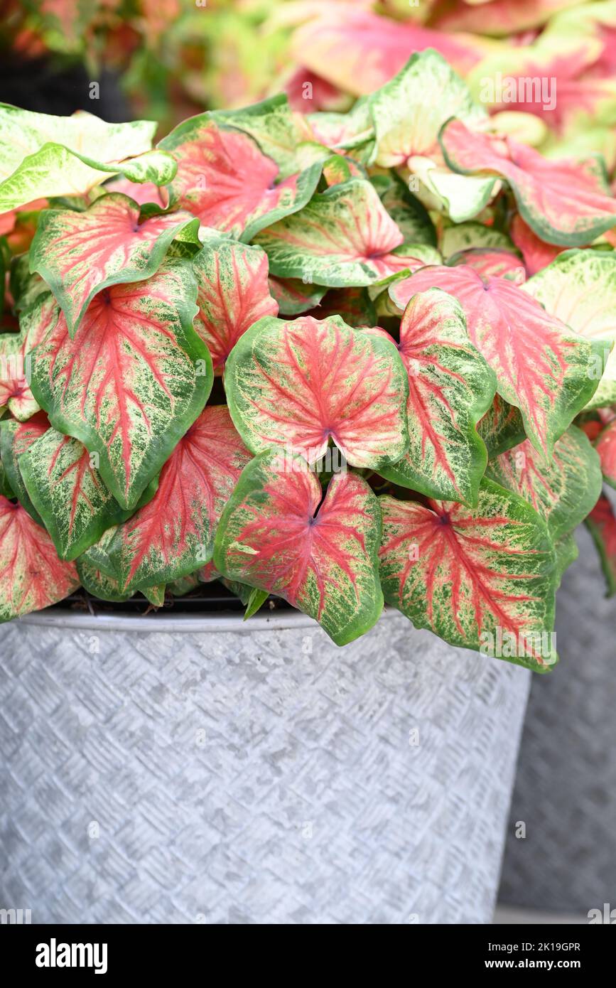 Caladium plant with beautiful heart shape leaves Stock Photo - Alamy