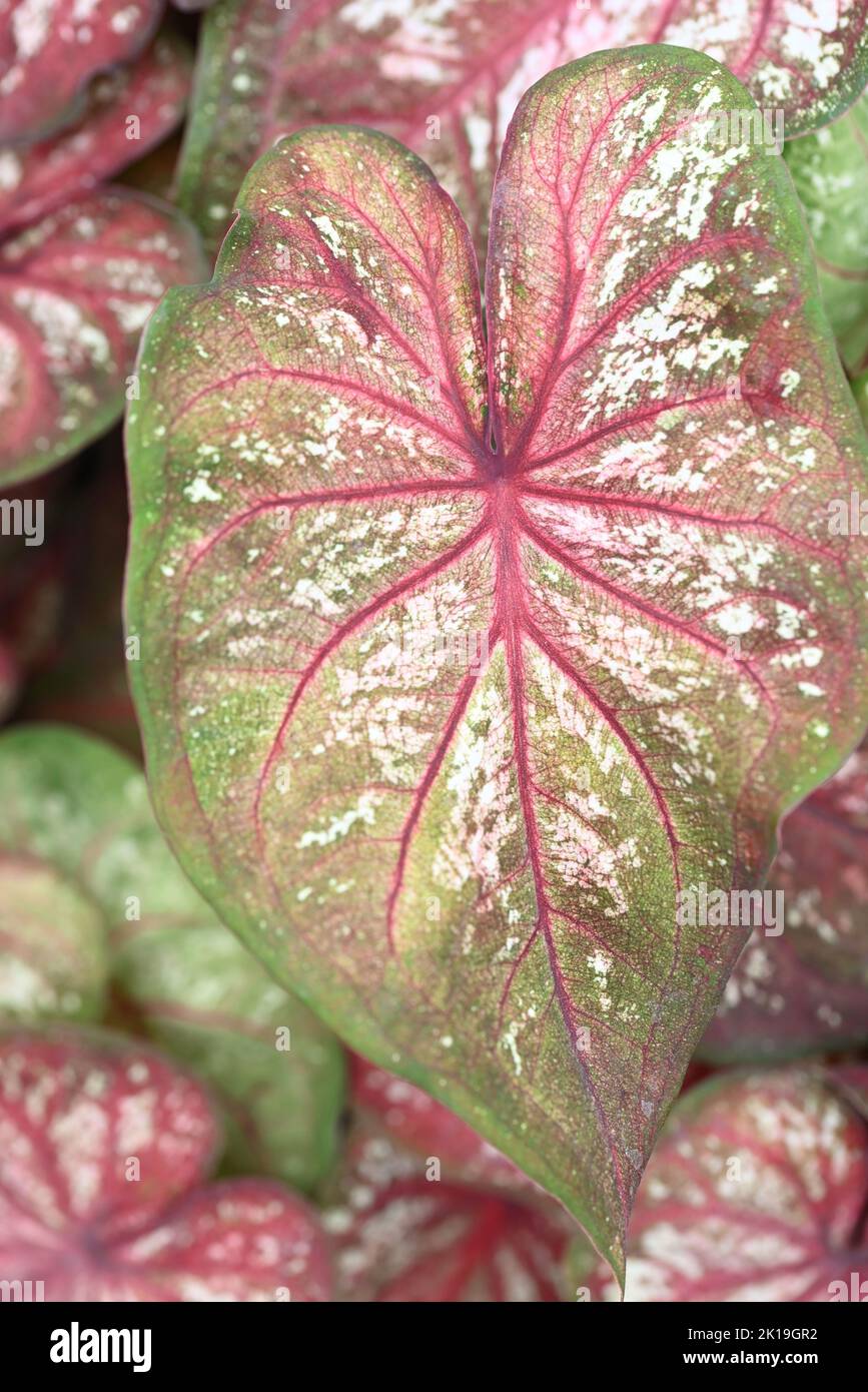 Caladium plant with beautiful heart shape leaves Stock Photo - Alamy