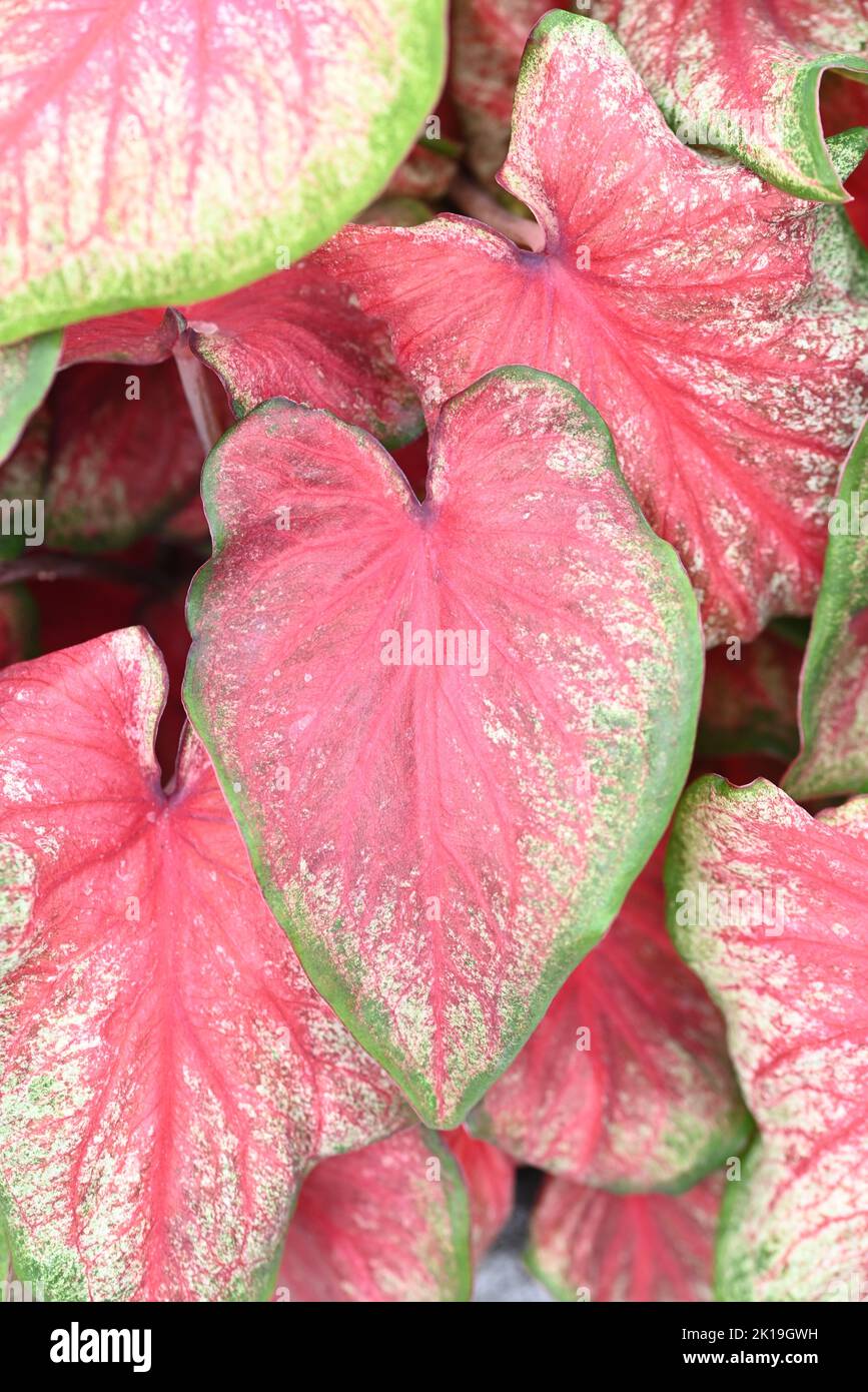Caladium plant with beautiful heart shape leaves Stock Photo - Alamy