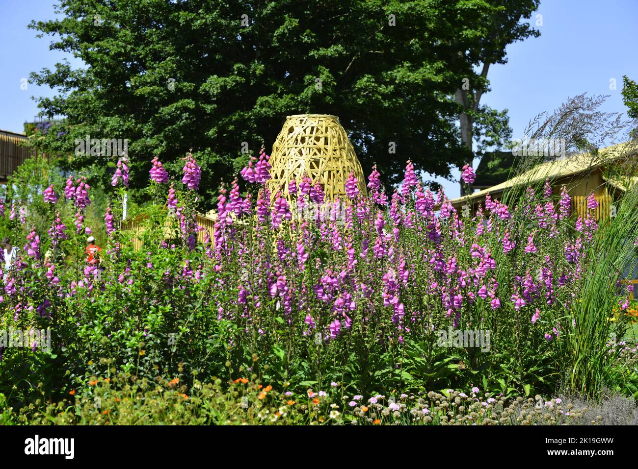 a beautiful perenial garden with bamboo ornament and Digitalis flower ...