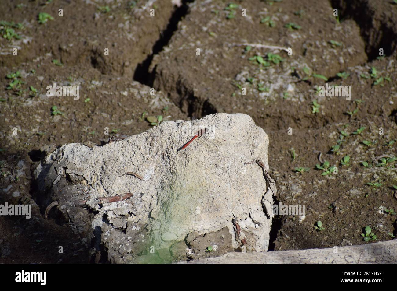 red scarlet dragon fly Stock Photo - Alamy