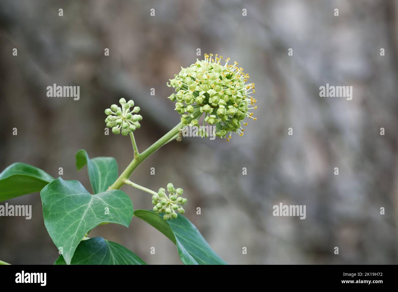 Hedera helix Inflorescence with flowers of a common ivy Stock Photo - Alamy