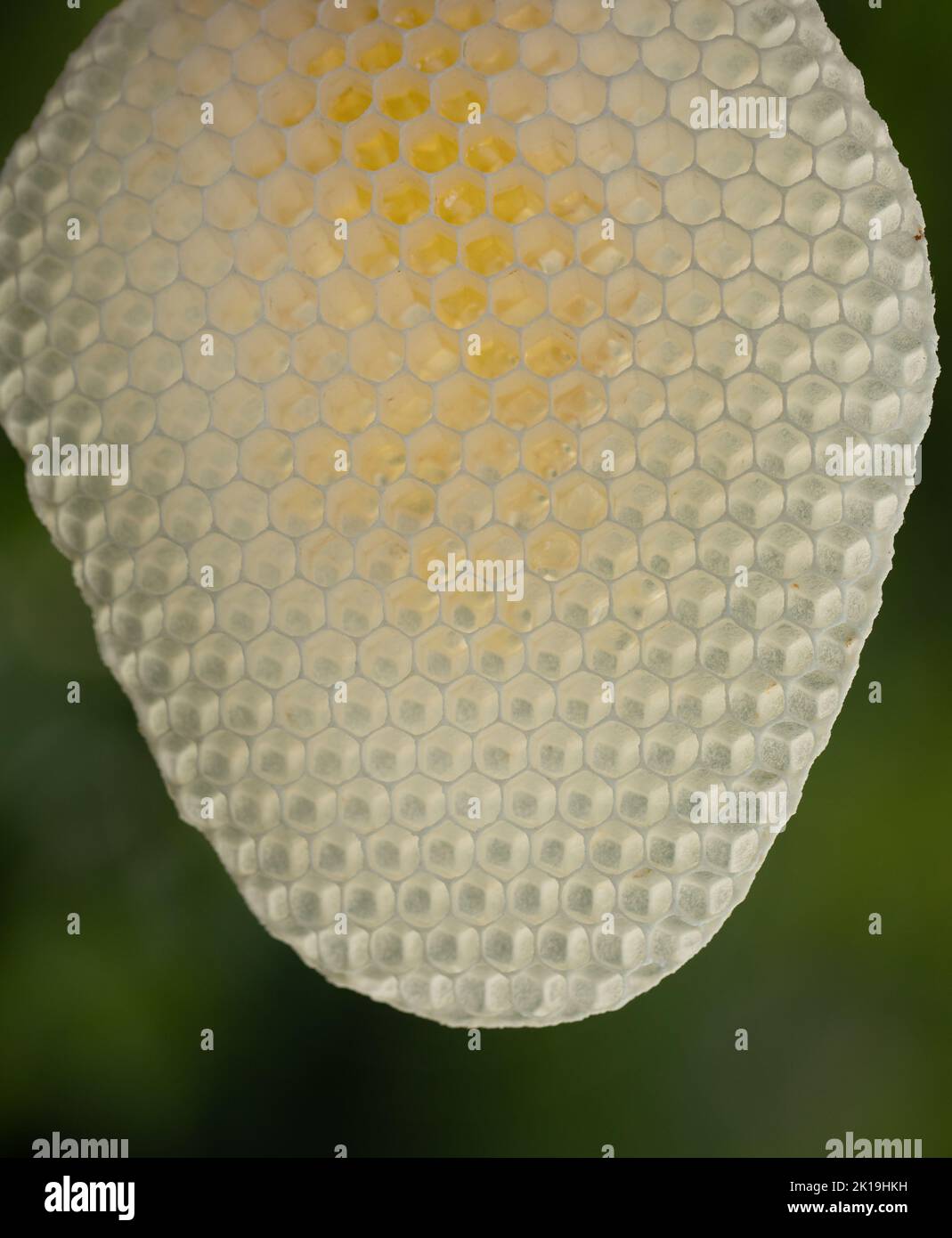 Honeycombs of honey bees are built without human intervention. Natural ...
