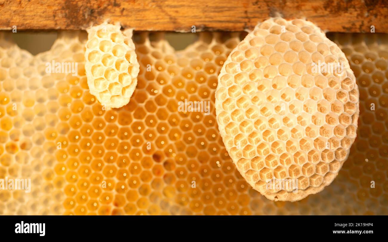 Honeycombs of honey bees are built without human intervention. Natural ...