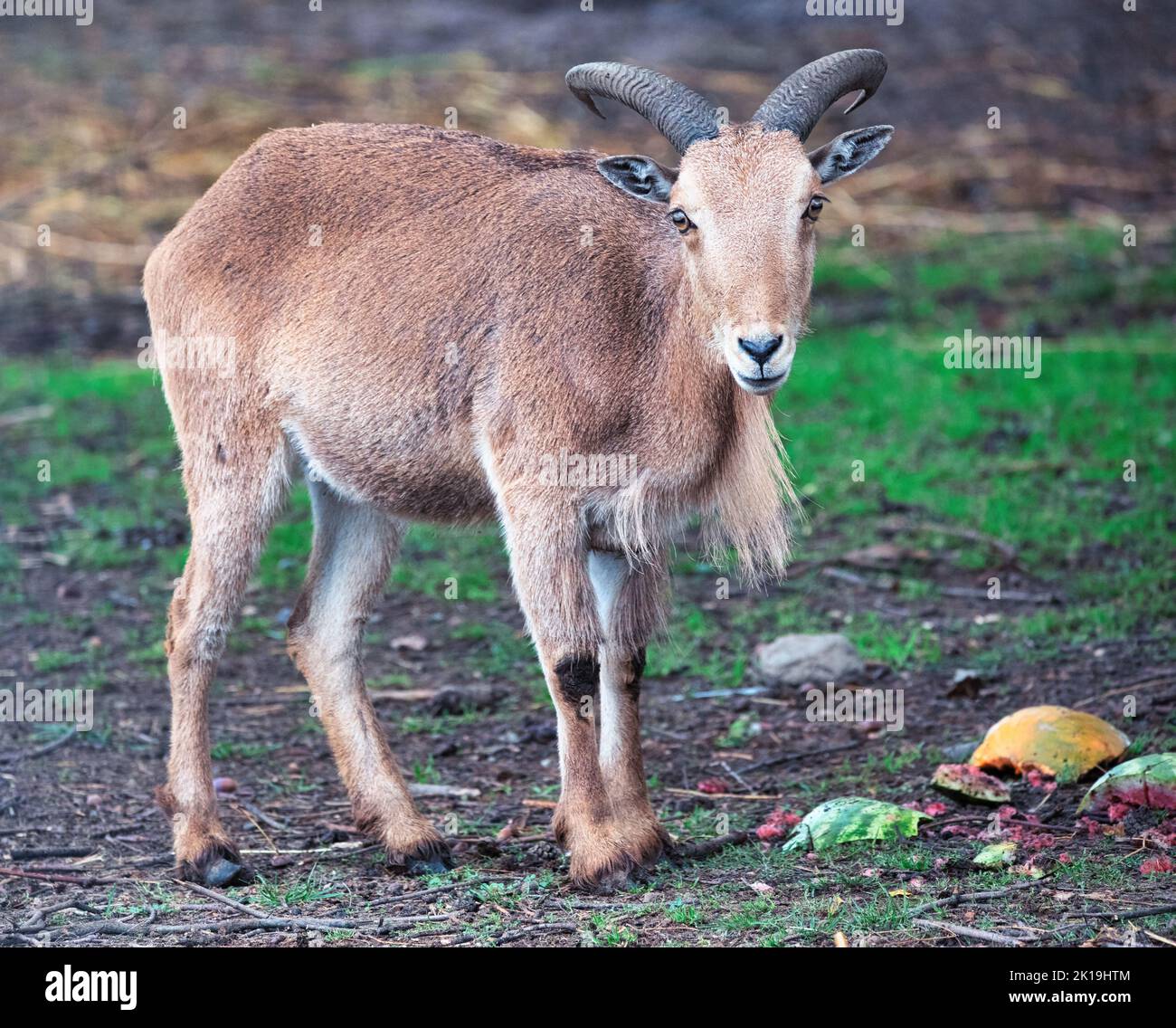 Wild goat in the zoo. Life of wild animals in captivity. close up Stock ...
