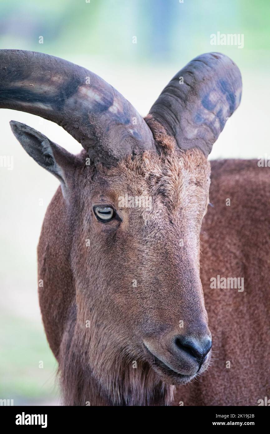 Head and horns of a wild goat close-up. Portrait of a wild animal Stock ...