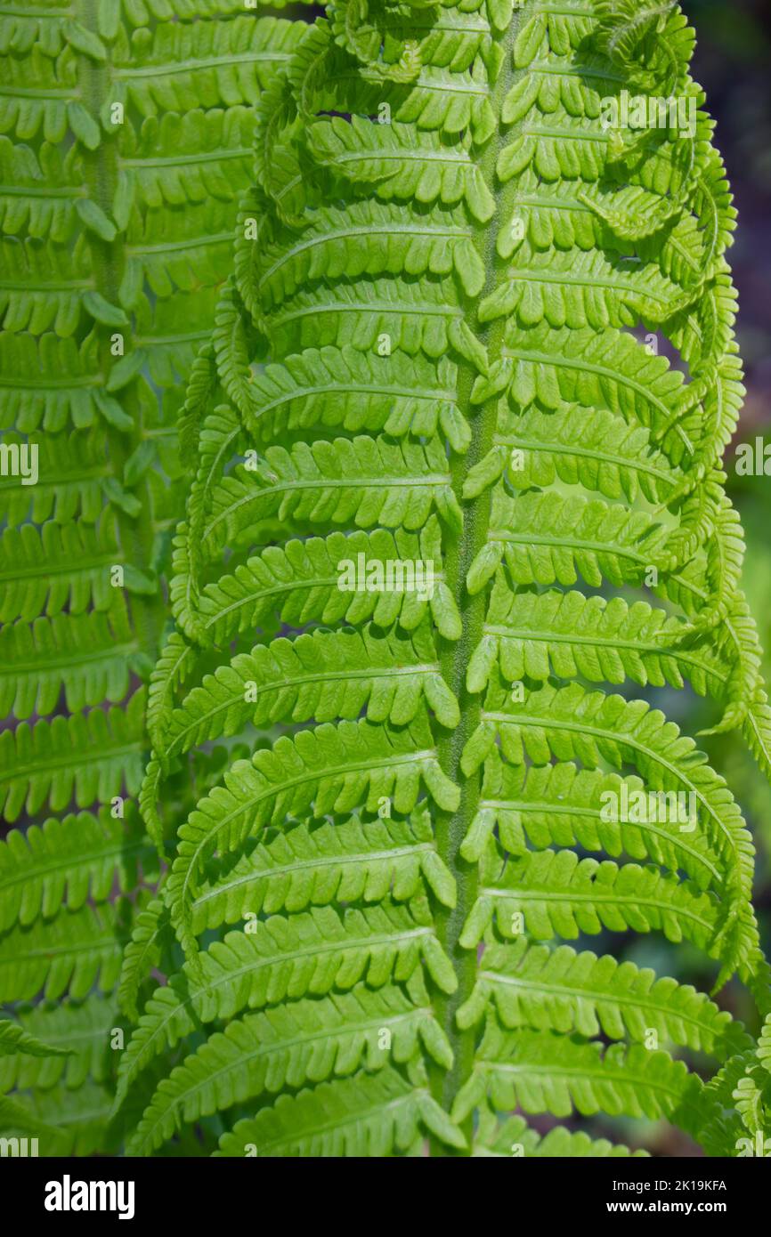 Close up beautiful ferns hi-res stock photography and images - Alamy