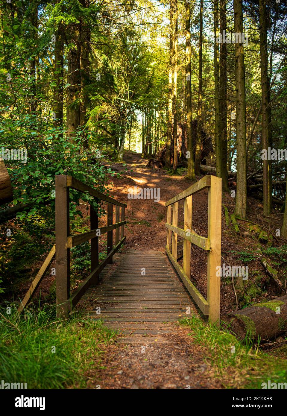 Landscape photography of forest, pathway, bridge Stock Photo - Alamy