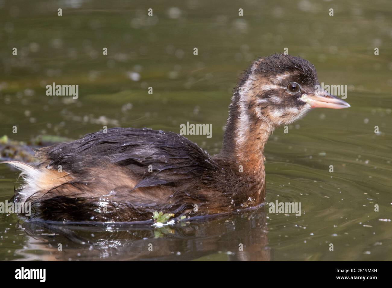 Young little grebe tachybaptus ruficollis hi-res stock photography and ...