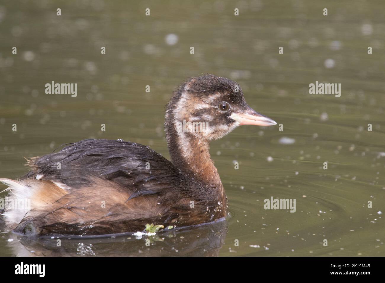Cute little grebe tachybaptus hi-res stock photography and images - Alamy