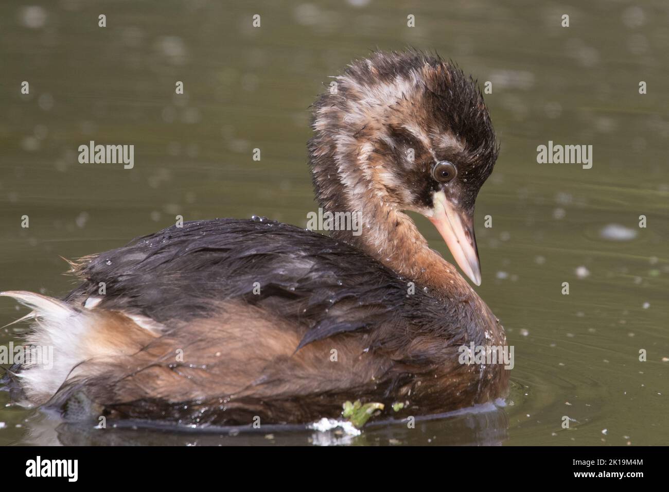 Cute little grebe tachybaptus hi-res stock photography and images - Alamy