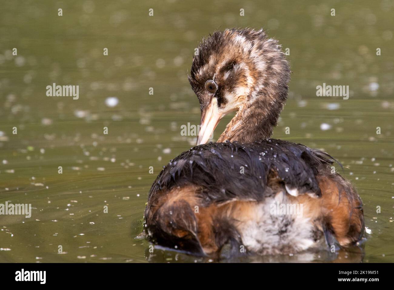 Cute little grebe tachybaptus hi-res stock photography and images - Alamy