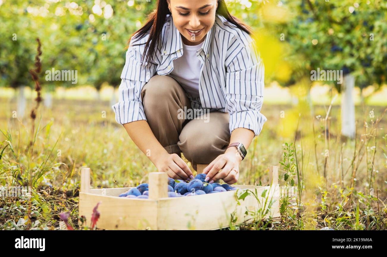 Farm girl picking plums in the orchard, autumn is the time to pick ...