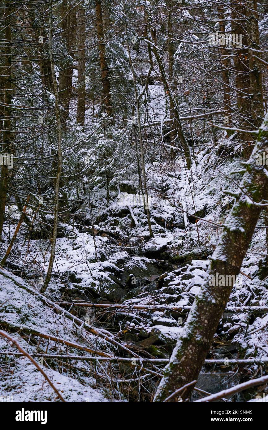 A vertical shot of the snow-capped pine trees Stock Photo - Alamy