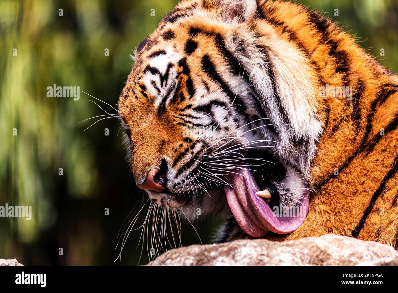 A portrait of a siberian tiger licking its paw with its tongue. The ...