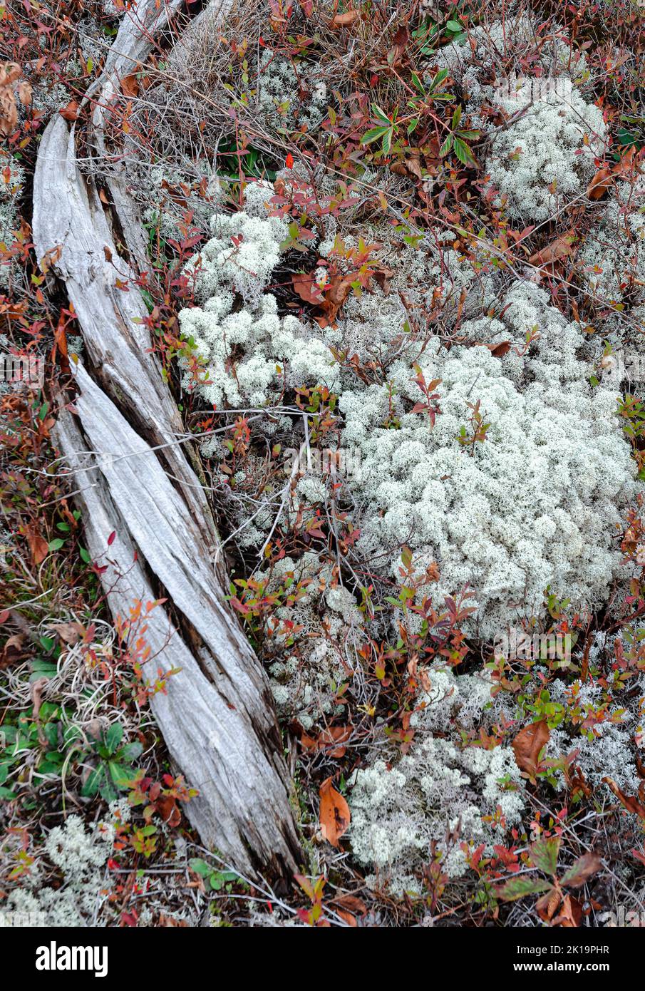 Ground framing hi-res stock photography and images - Alamy