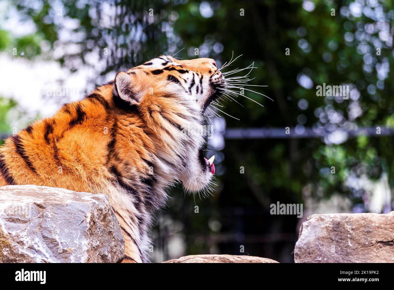 Tiger roaring rock hi-res stock photography and images - Alamy