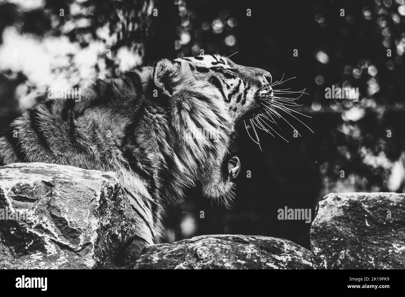 A black and white portrait of a yawning siberian tiger. The dangerous ...