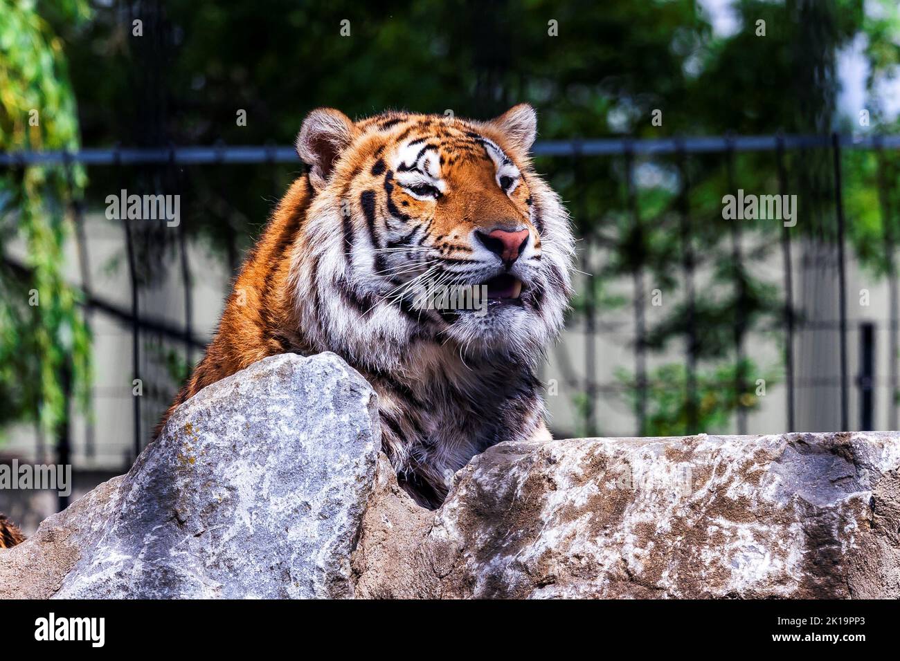 A frontal portrait of a siberian tiger lying behind a rock. The ...