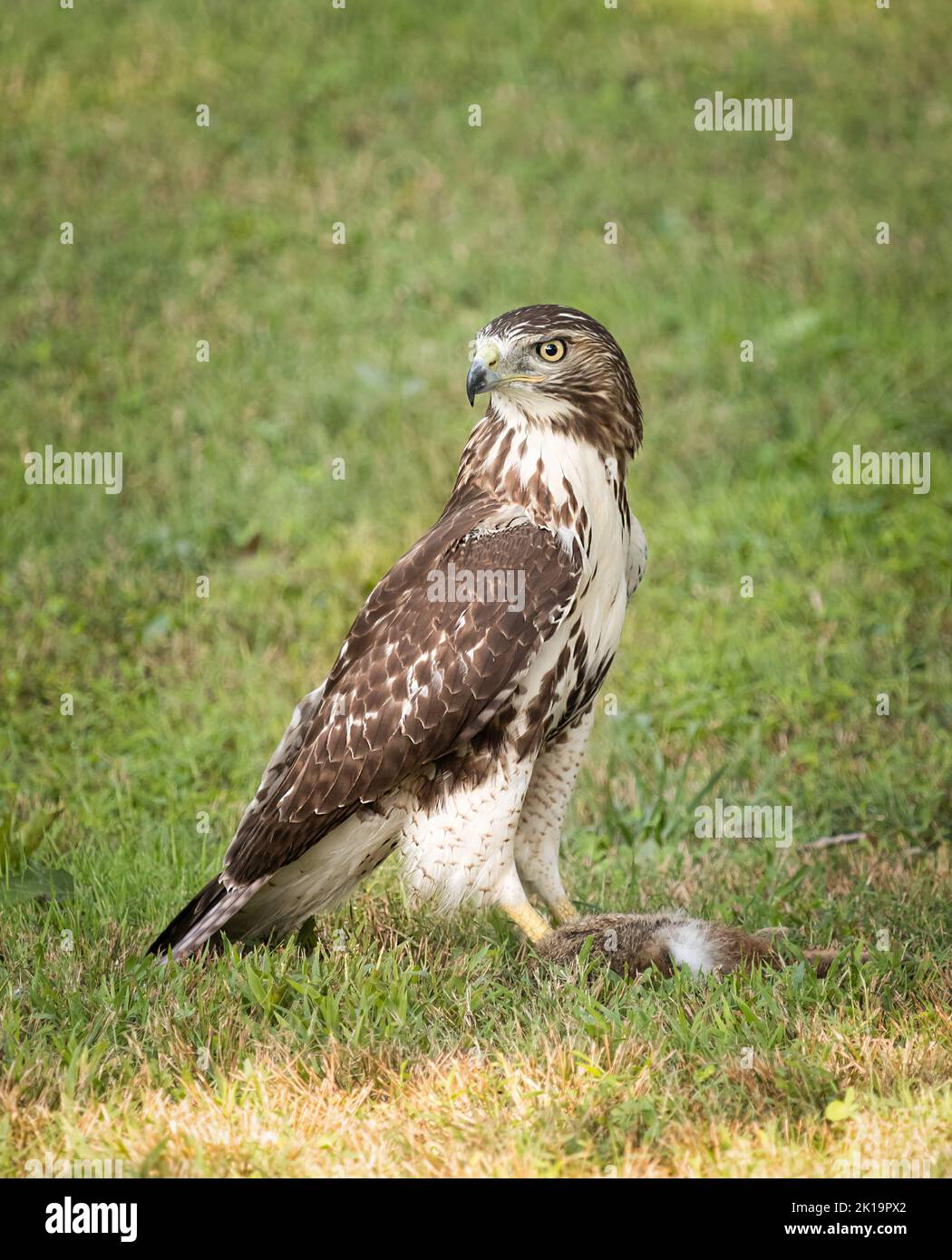 A red tailed hawk, Buteo jamaicensis, sitting in the grass and feeding ...