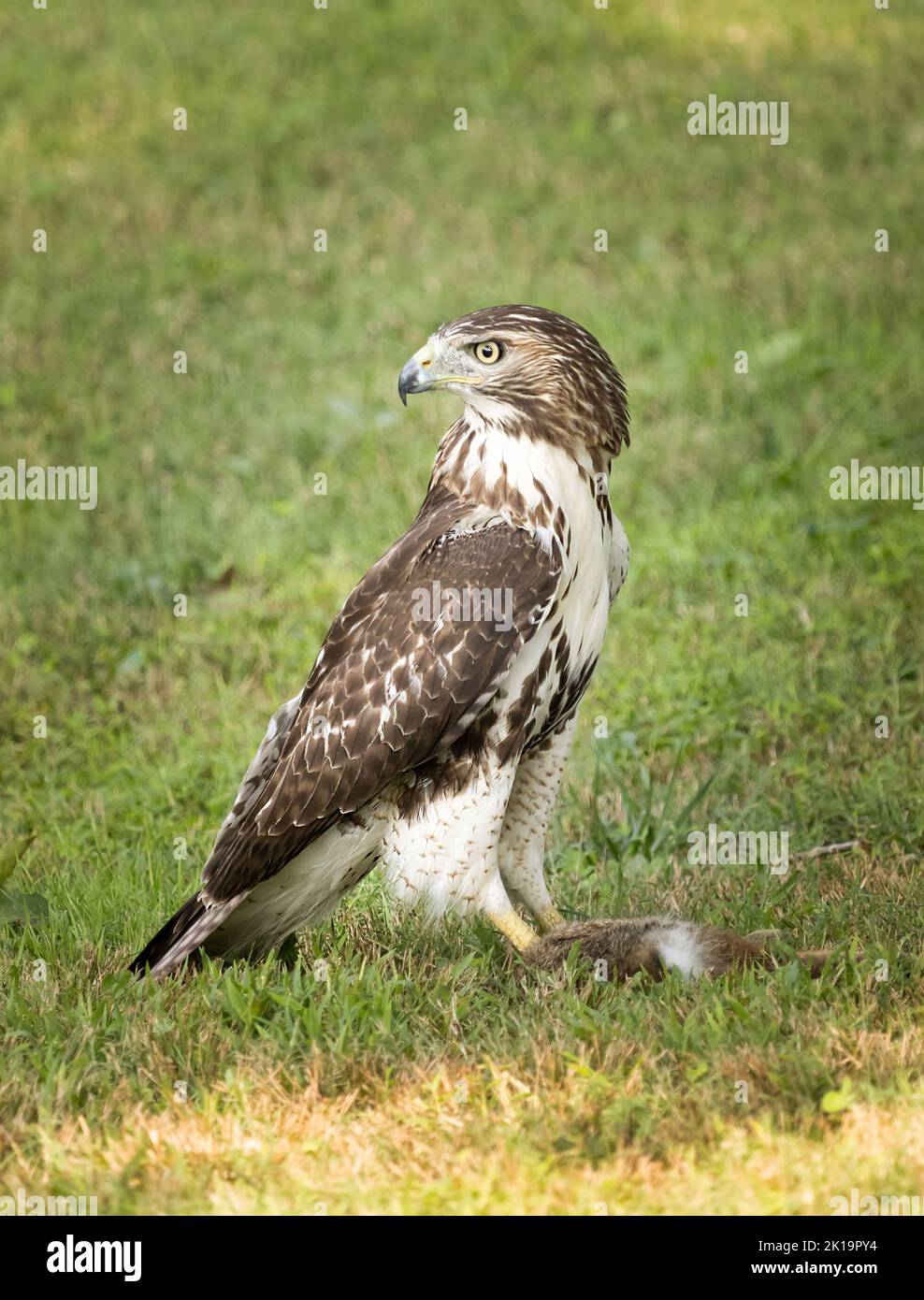 A red tailed hawk, Buteo jamaicensis, sitting in the grass and feeding ...