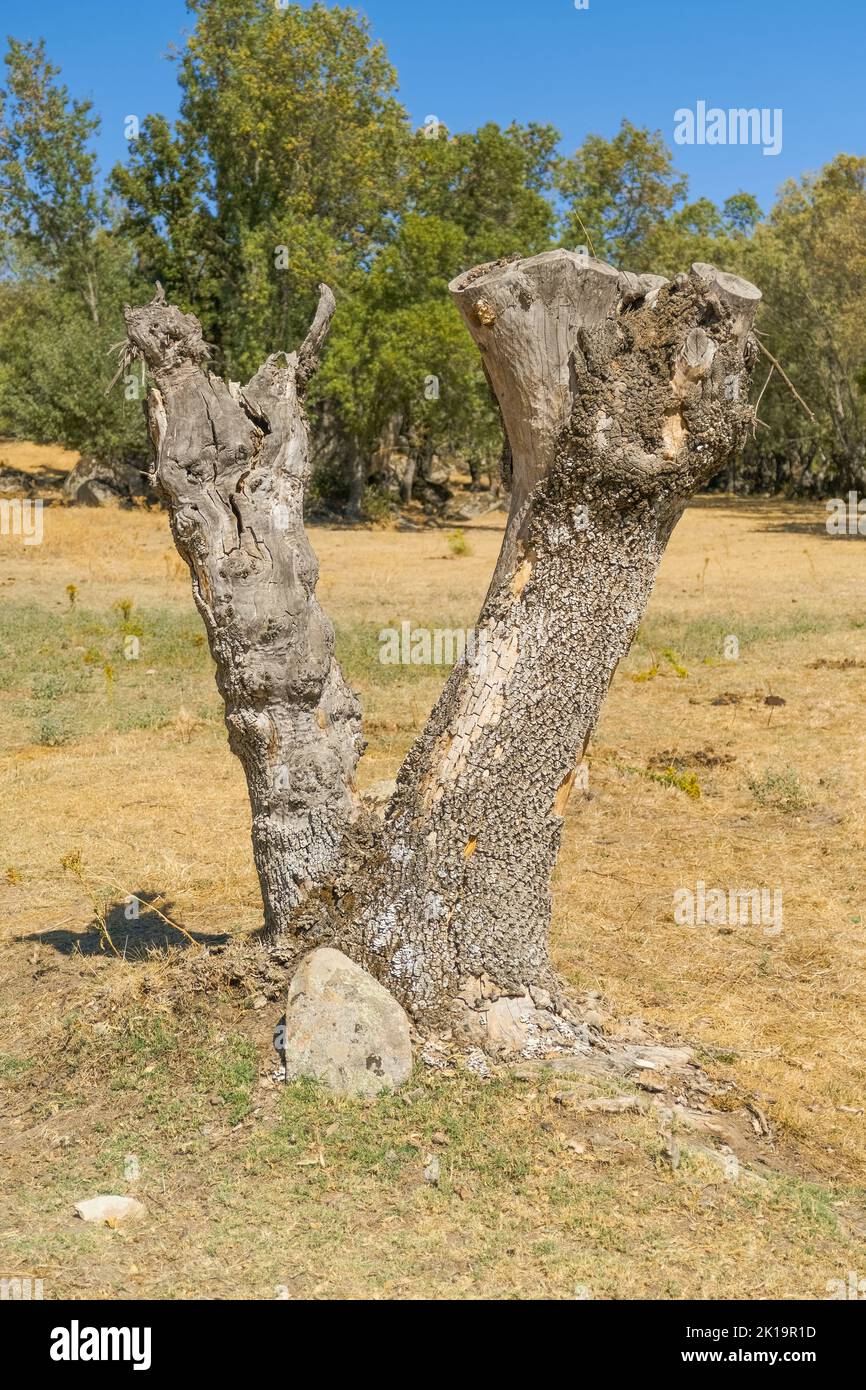 Yellow rock trees sun hi-res stock photography and images - Alamy