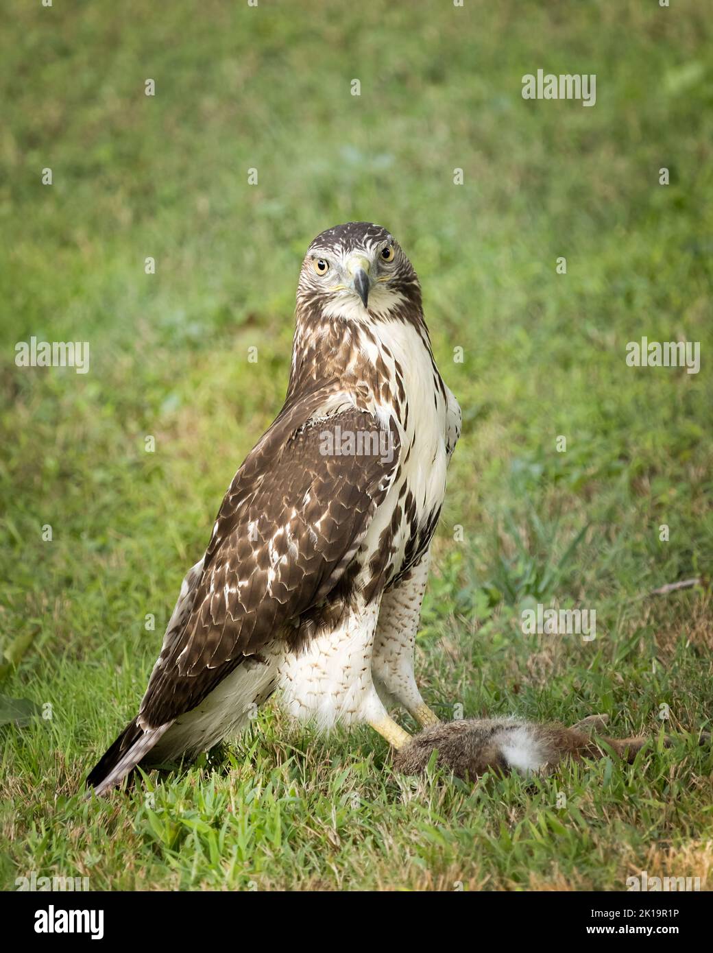 Chickenhawk hi-res stock photography and images - Alamy