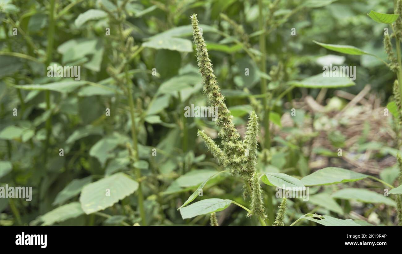 Green plants and flowers of Amaranthus powellii also known as Powells ...