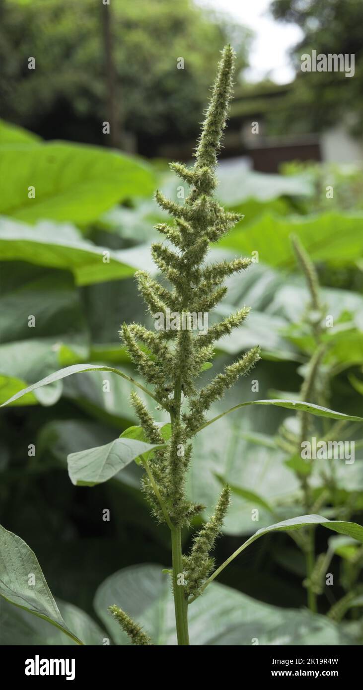Green plants and flowers of Amaranthus powellii also known as Powells ...