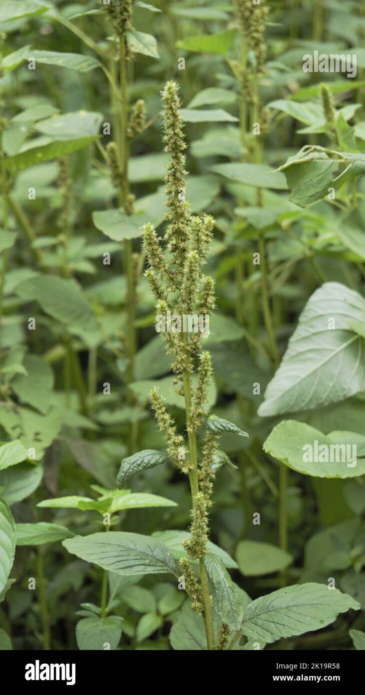 Green plants and flowers of Amaranthus powellii also known as Powells ...