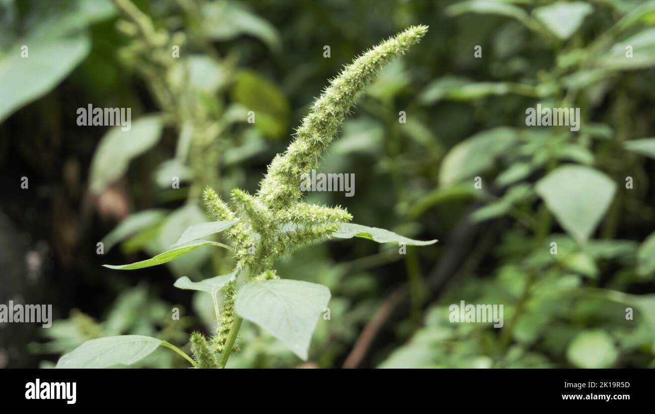 Callaloo (amaranthus) hi-res stock photography and images - Alamy
