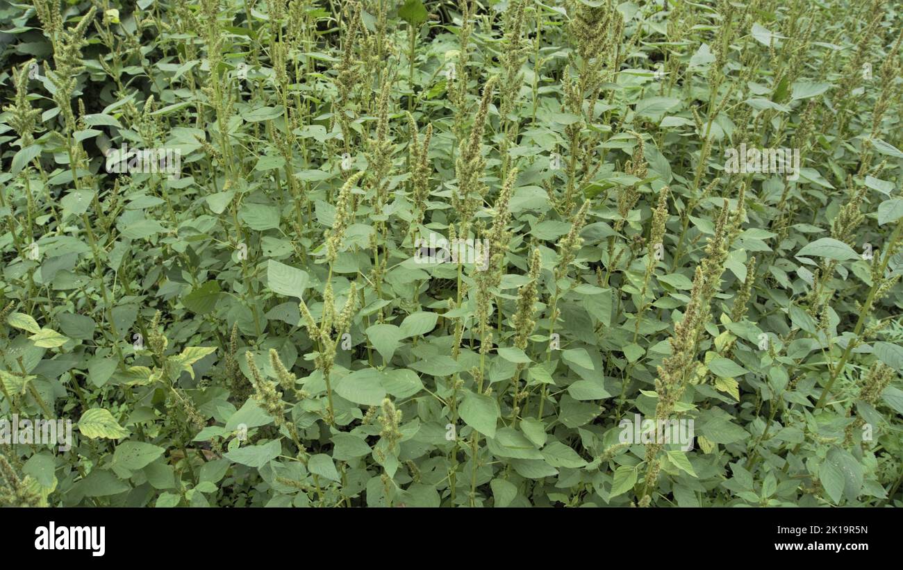 Green plants and flowers of Amaranthus powellii also known as Powells ...