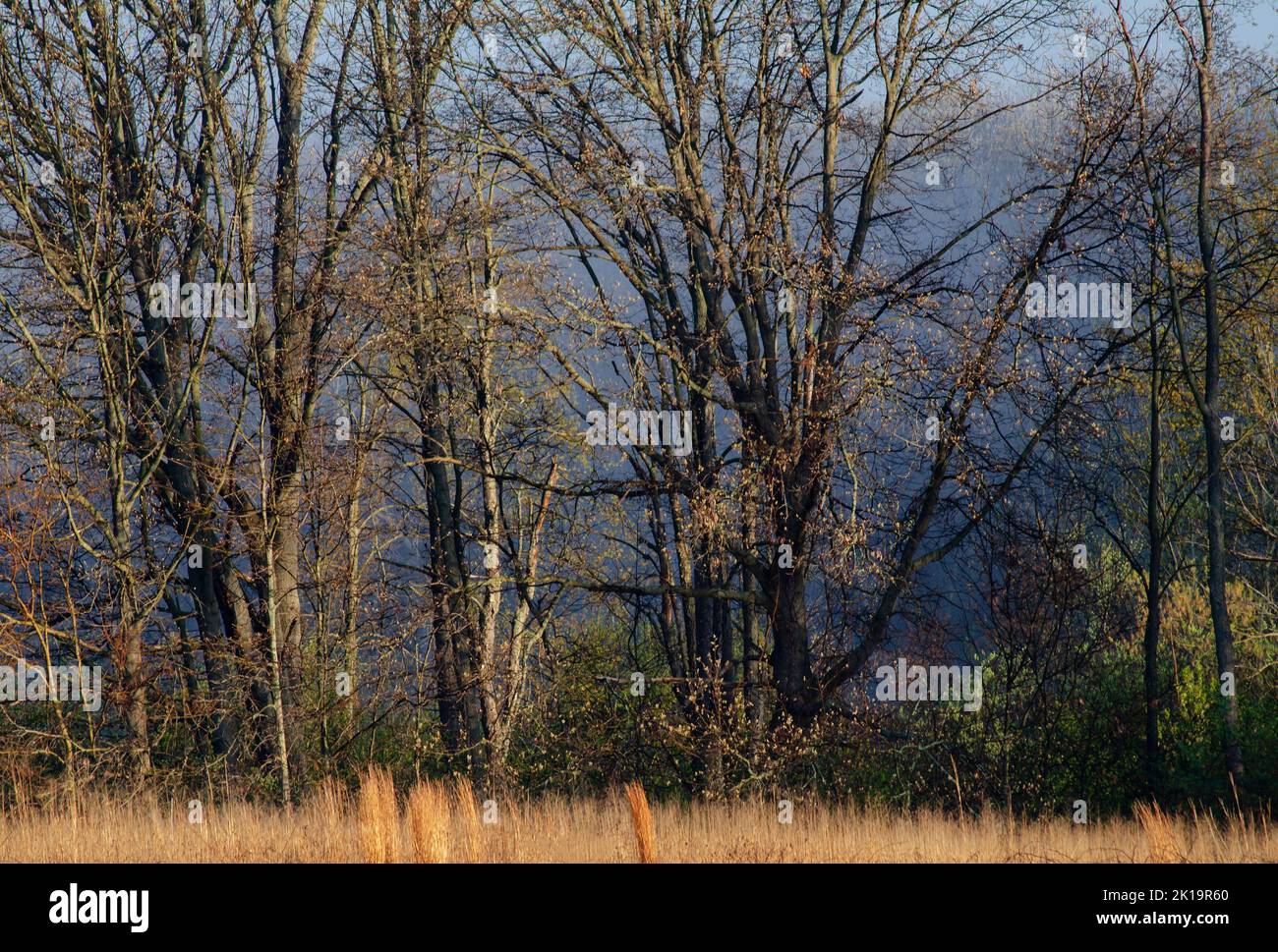 Early spring bud out shows against a shaded background of blue, Phyllis ...