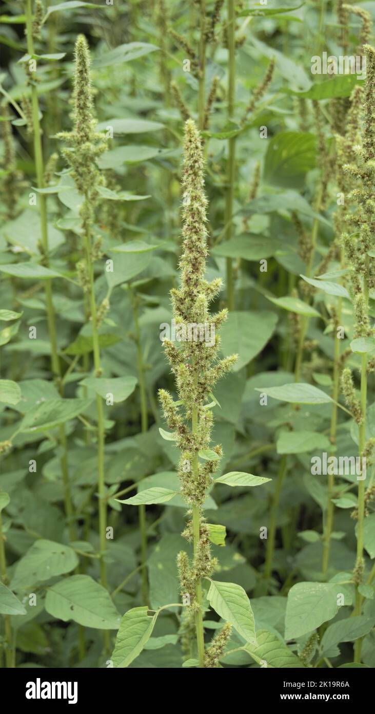 Green plants and flowers of Amaranthus powellii also known as Powells ...