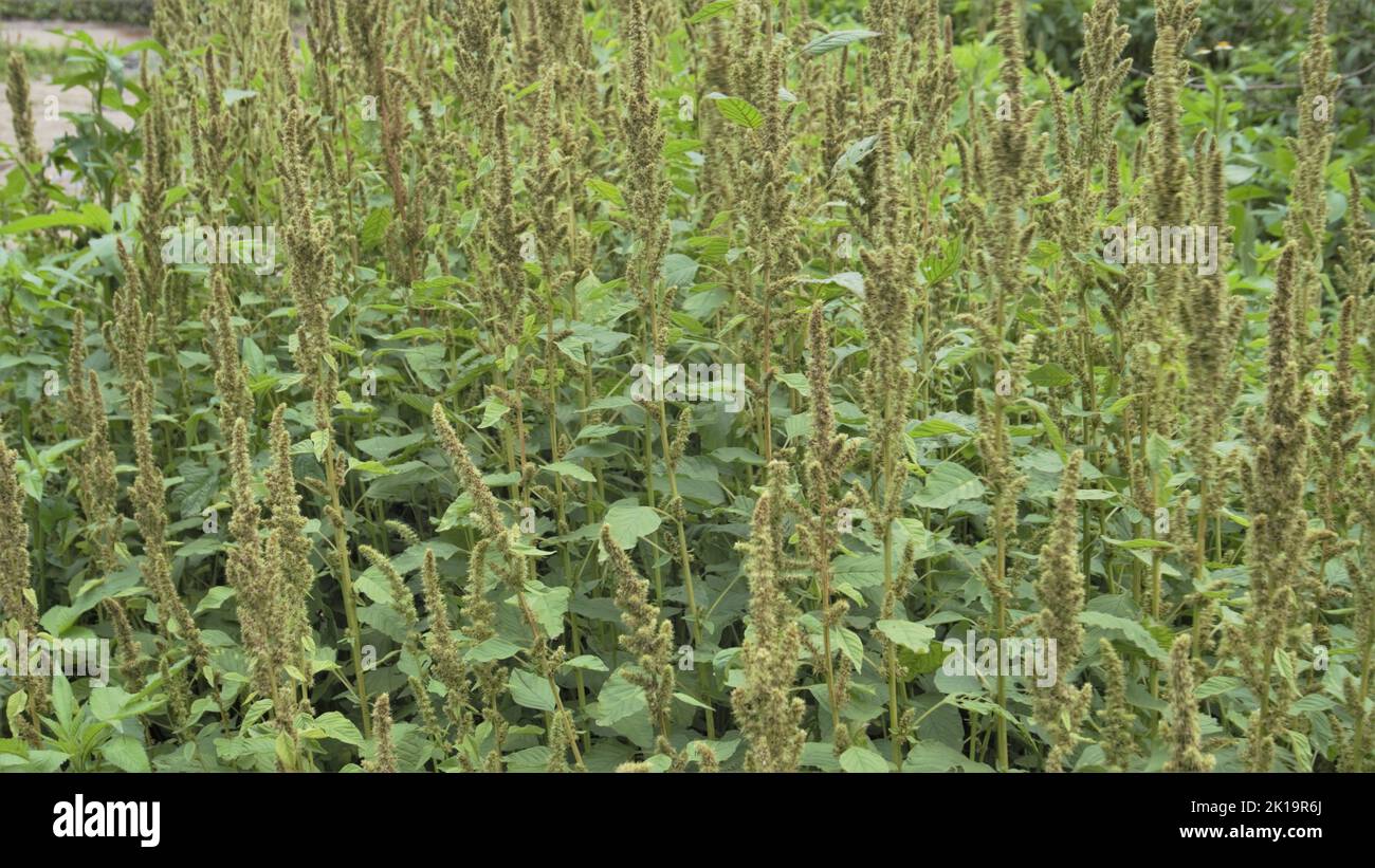 Green plants and flowers of Amaranthus powellii also known as Powells ...