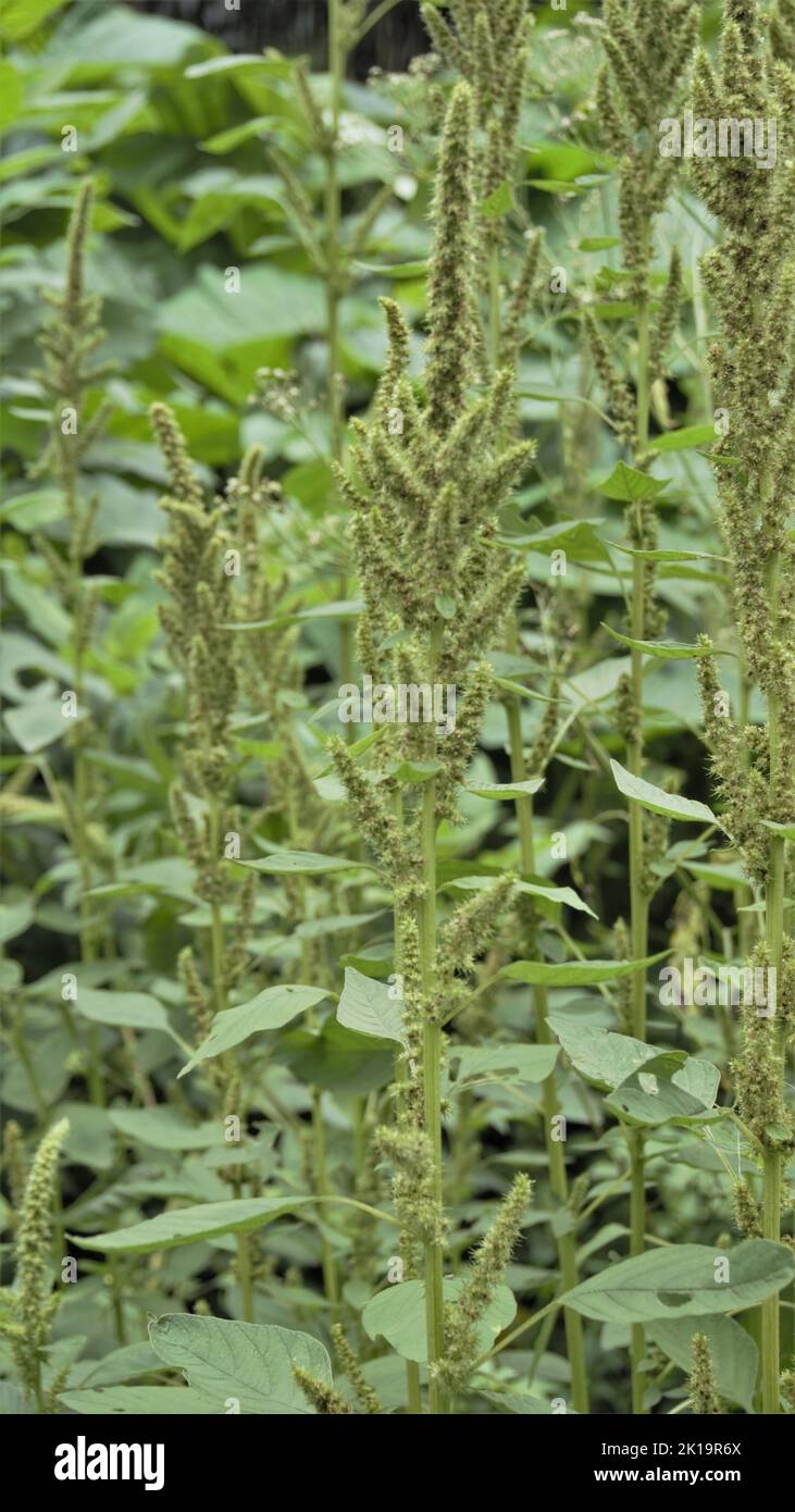 Green plants and flowers of Amaranthus powellii also known as Powells ...