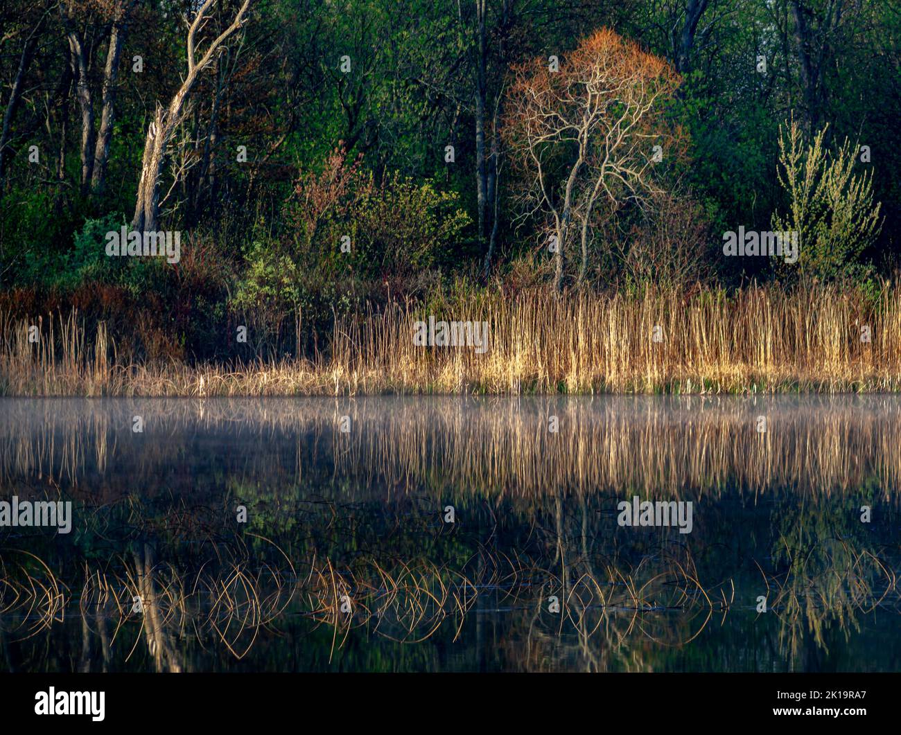 Morning light illuminates the shoreline reeds, grasses, shrubs and ...