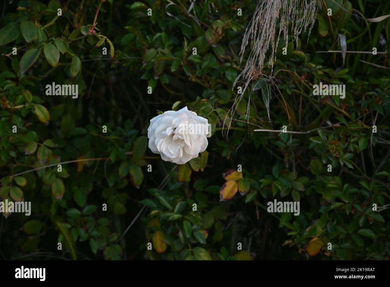 White rose landscape hi-res stock photography and images - Alamy